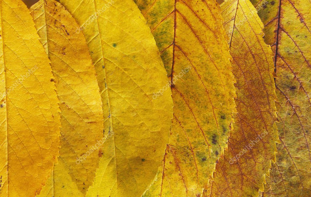 Fondo estacional de otoño, hojas de fresno coloridas 2024