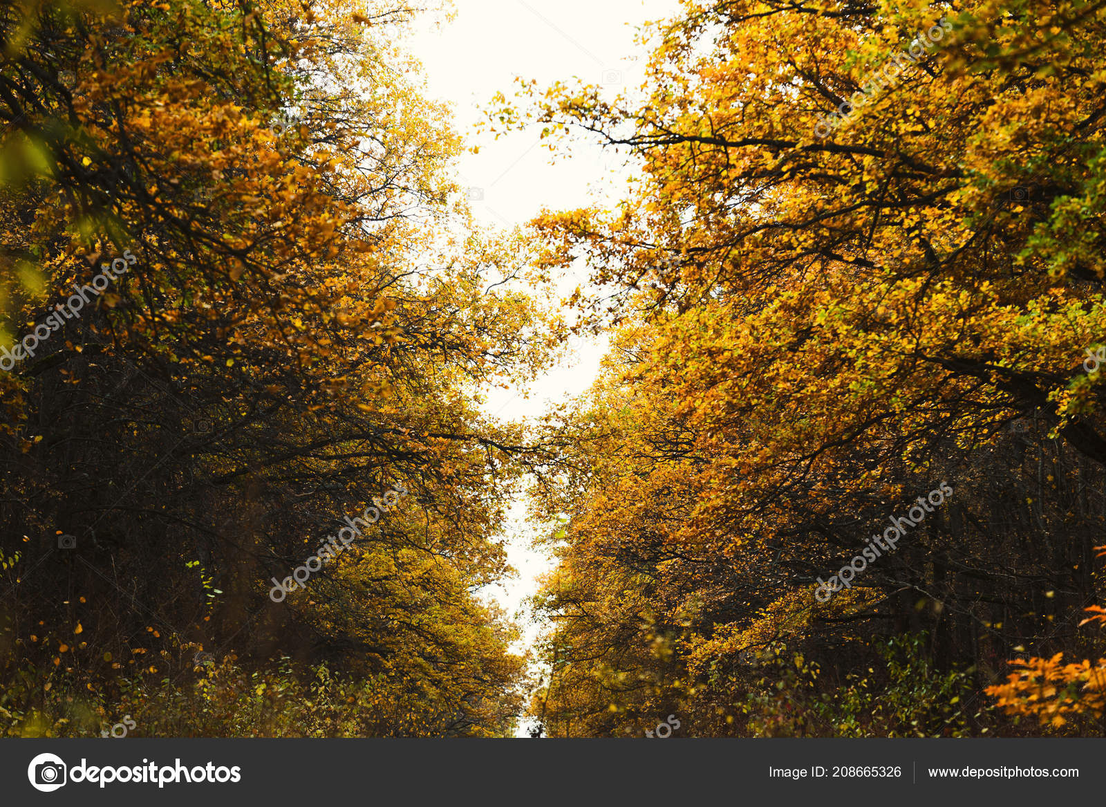 Fall backdrop. Branches of trees with autumn leaves Stock Photo by ...