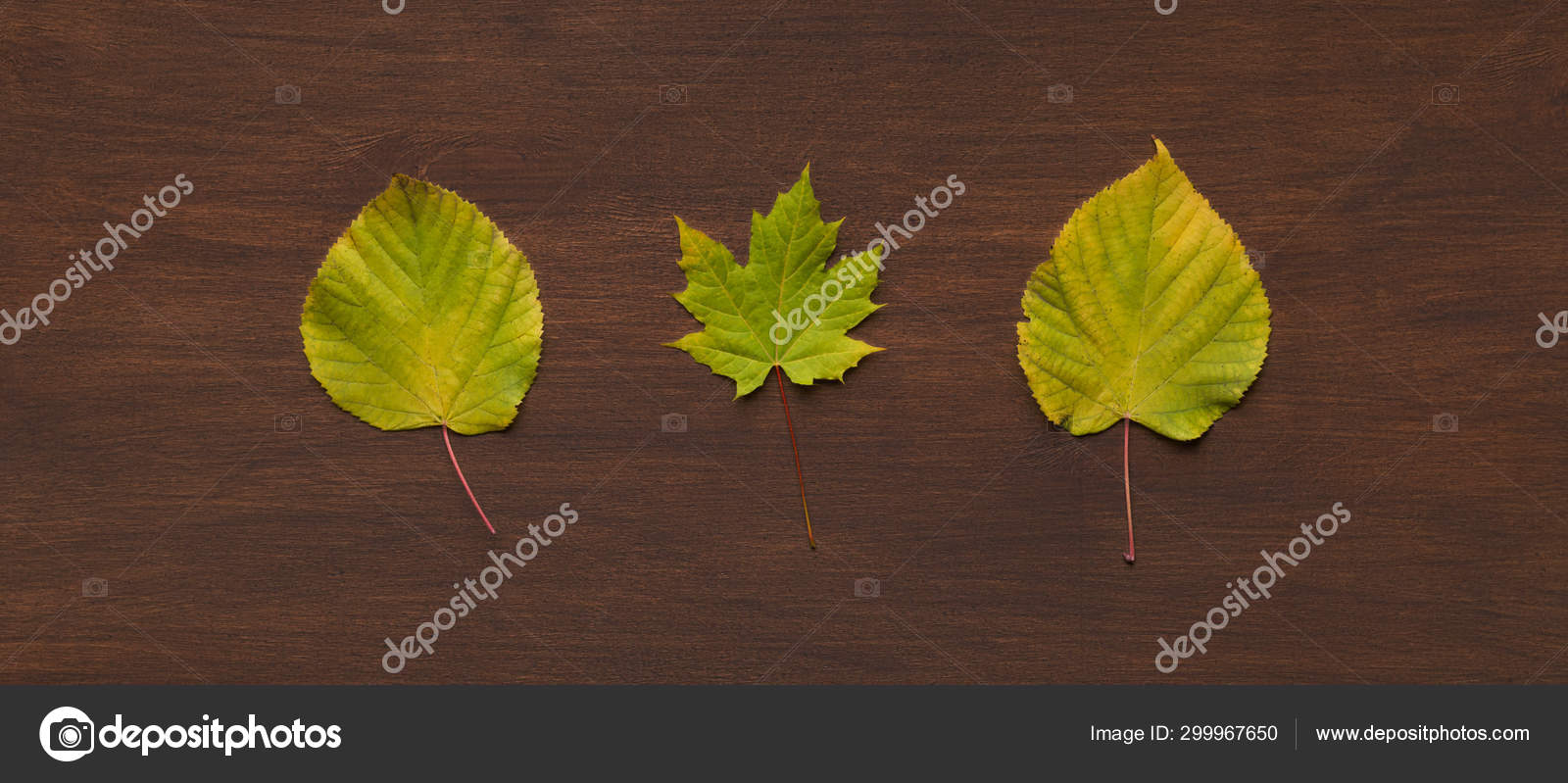 Three different green fallen leaves on wooden background Stock Photo by ...