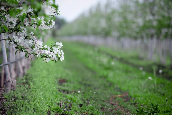 Orchards in spring Stock Photos, Royalty Free Orchards in spring Images ...