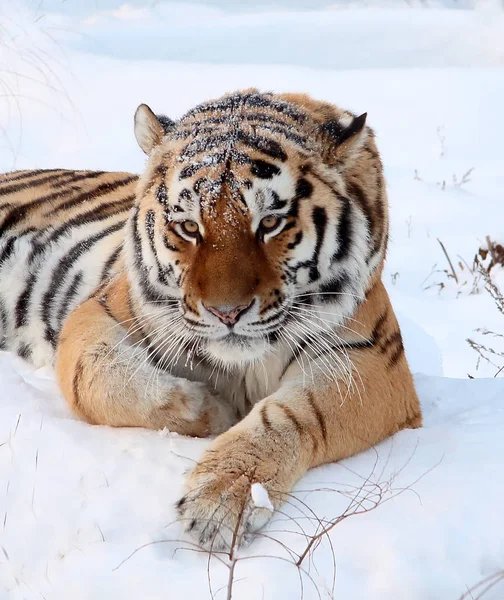The siberian tiger Stock Photos, Royalty Free The siberian tiger Images ...