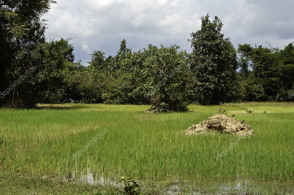 campos de arroz alrededor del templo de Angkor wat en Canbodia 2022