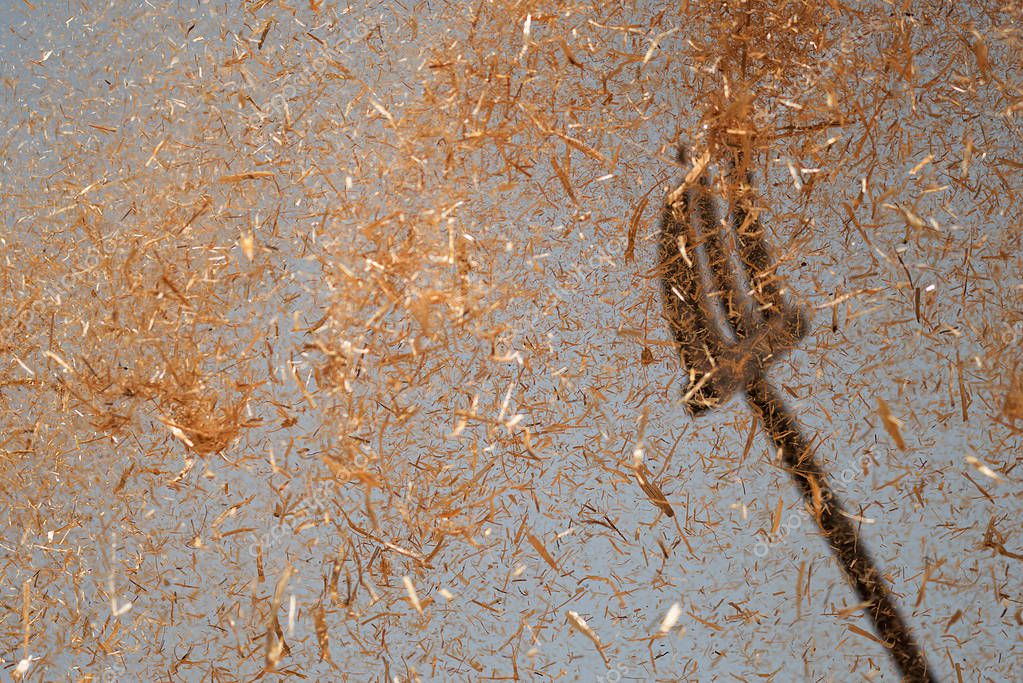 El granjero avivando trigo, separando el trigo de la paja 2024