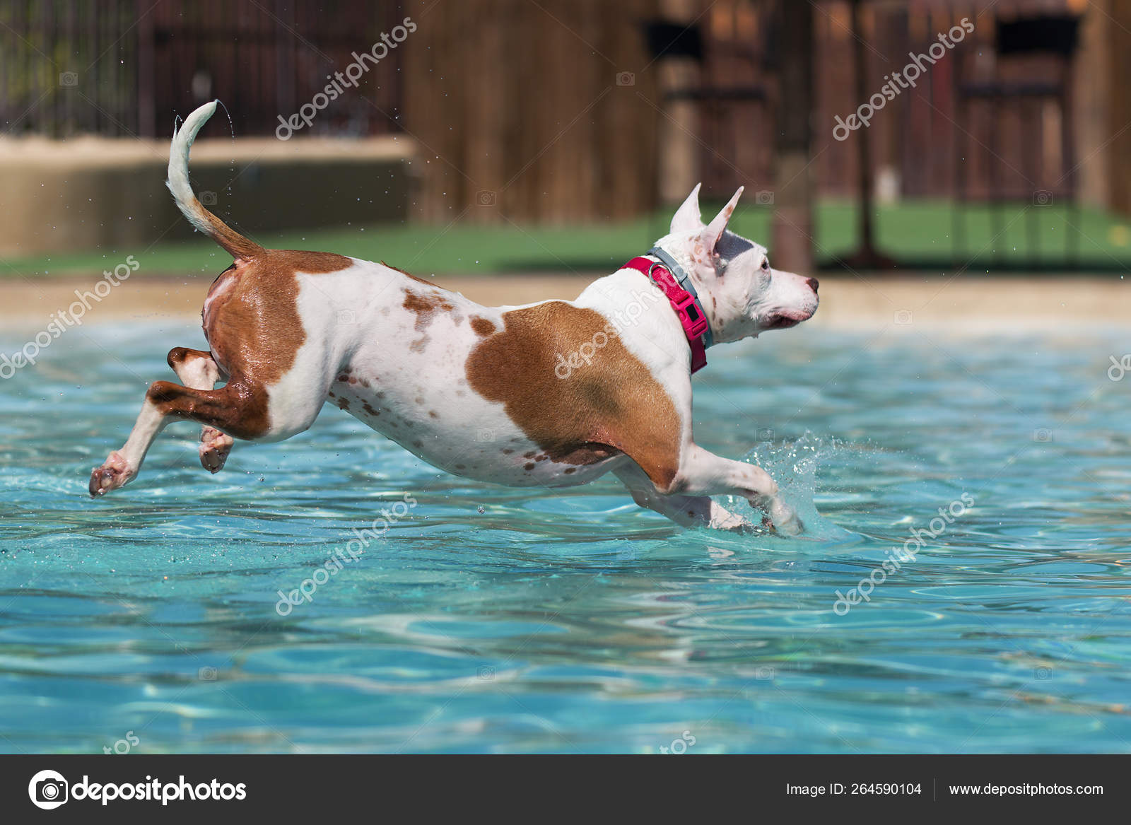 Show Jumping Landing