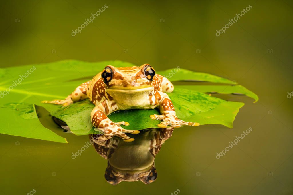 Trachycephalus resinifictrix es una gran especie de rana arbórea nativa ...