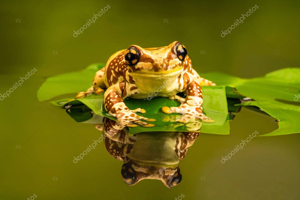 Trachycephalus resinifictrix es una gran especie de rana arbórea nativa ...