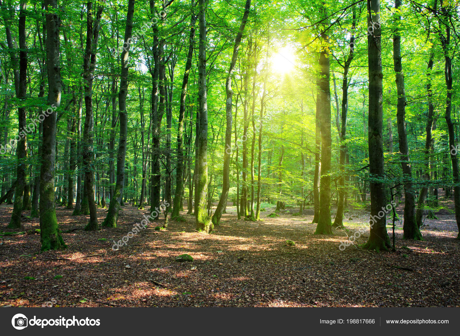 Summer Forest Background