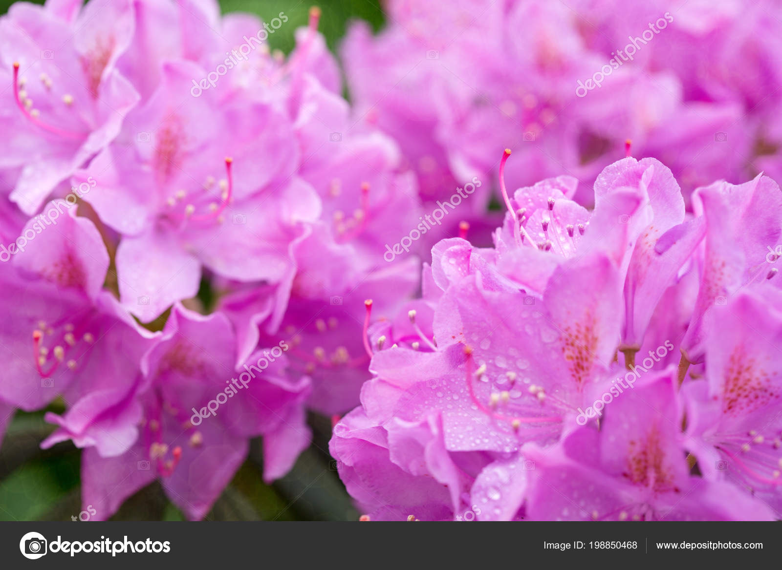 Pink Azaleas flowers background. Stock Photo by ©swkunst 198850468