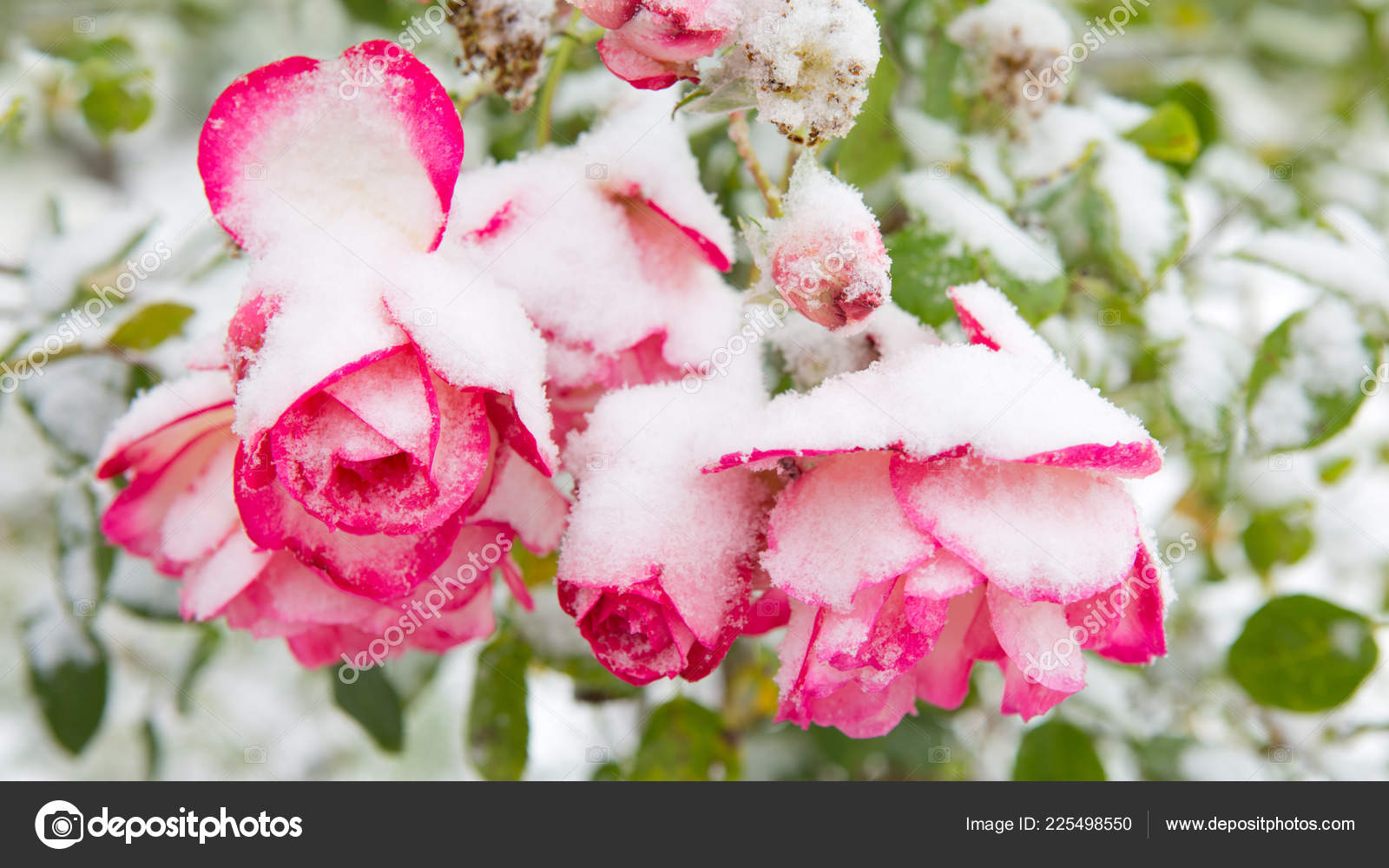Pink rose in the snow. Pink rose in the snowfall. Stock Photo by ...