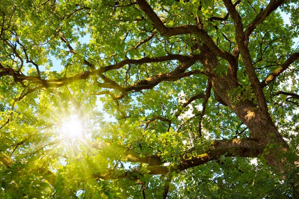 Sunlight pass through the tree Stock Photo by ©tomwang 2942428