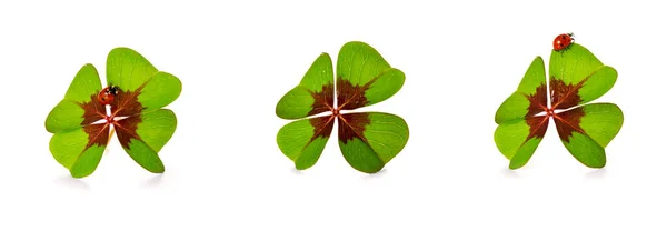 Four leaf clover Stock Photos, Royalty Free Four leaf clover Images ...