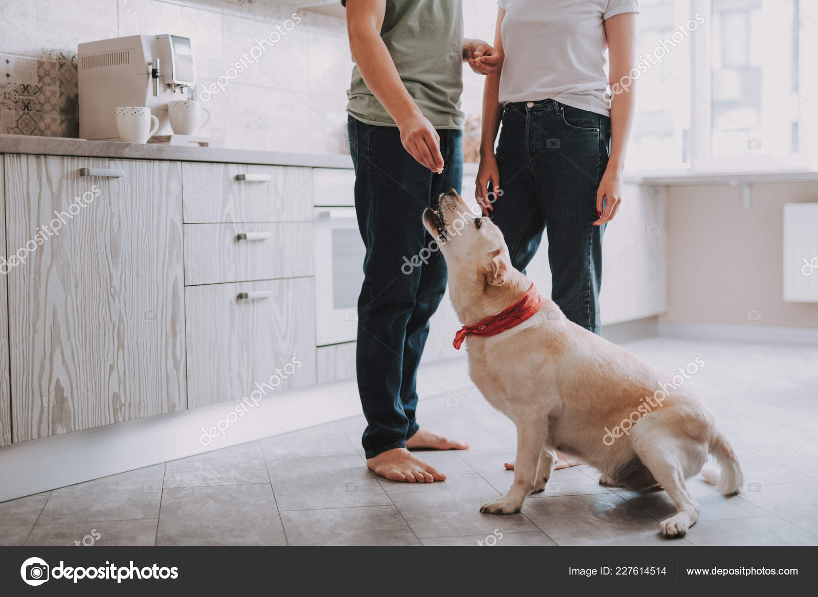 Cute puppy is eating some dog food out of owner hand indoors Stock ...