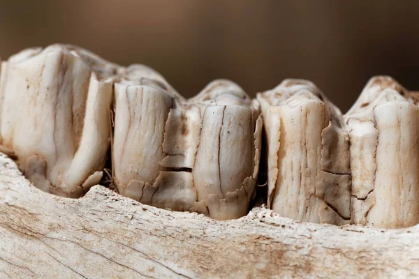 Medieval teeth Stock Photos, Royalty Free Medieval teeth Images ...