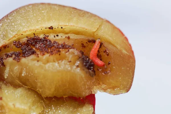 Larvae of a plum fruit moth (Grapholita funebrana) in a plum fruit ...