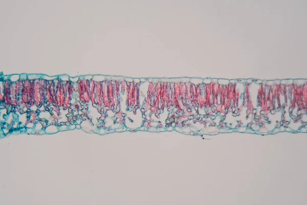 Coprinus Mushroom Low Magnification
