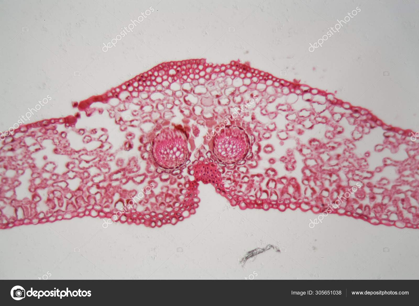 Fern leaf under the microscope — Stock Photo © ChWeiss #305651038