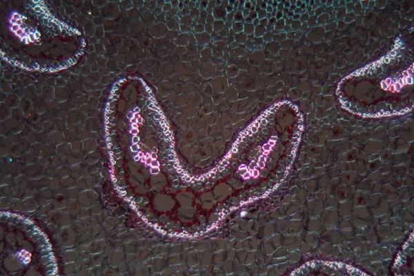 Coprinus mushroom under the microscope — Stock Photo © ChWeiss #304786554