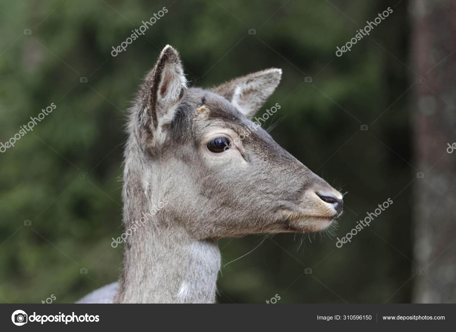 Head of a female fallow deer — Stock Photo © ChWeiss #310596150