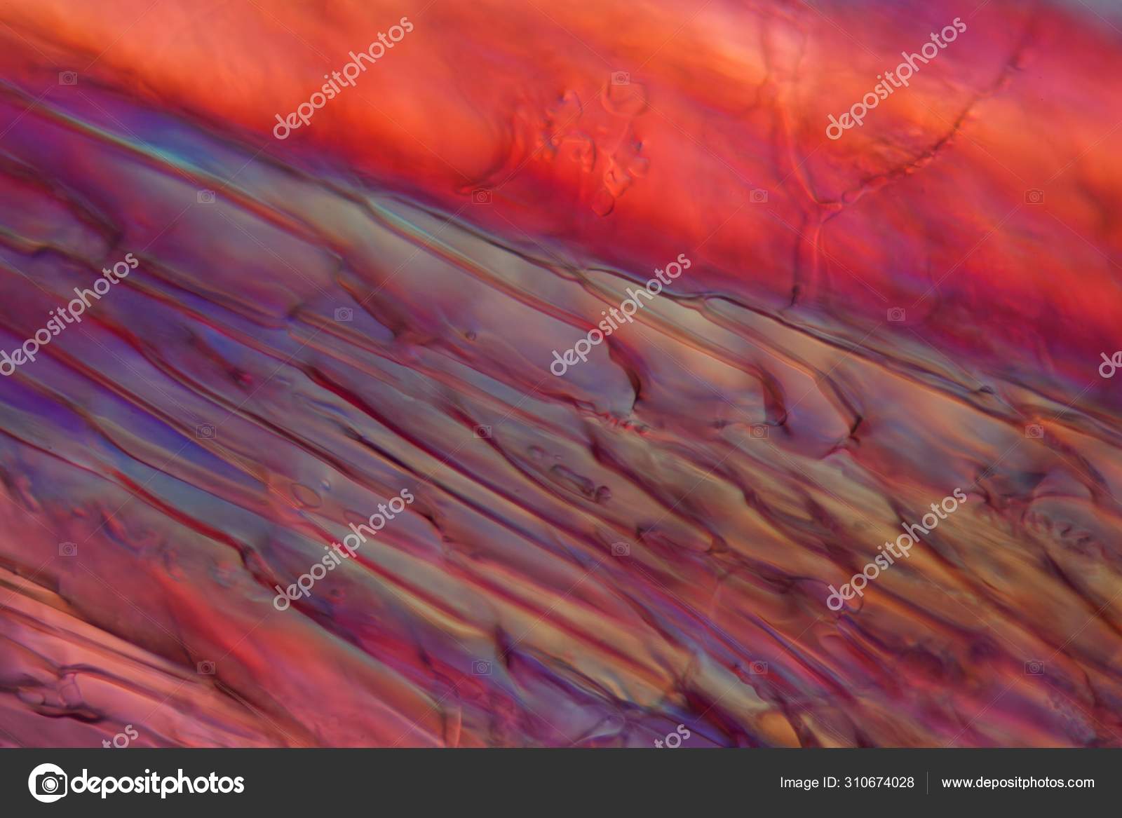 Red wine under a microscope, Zinfandel — Stock Photo © ChWeiss #310674028