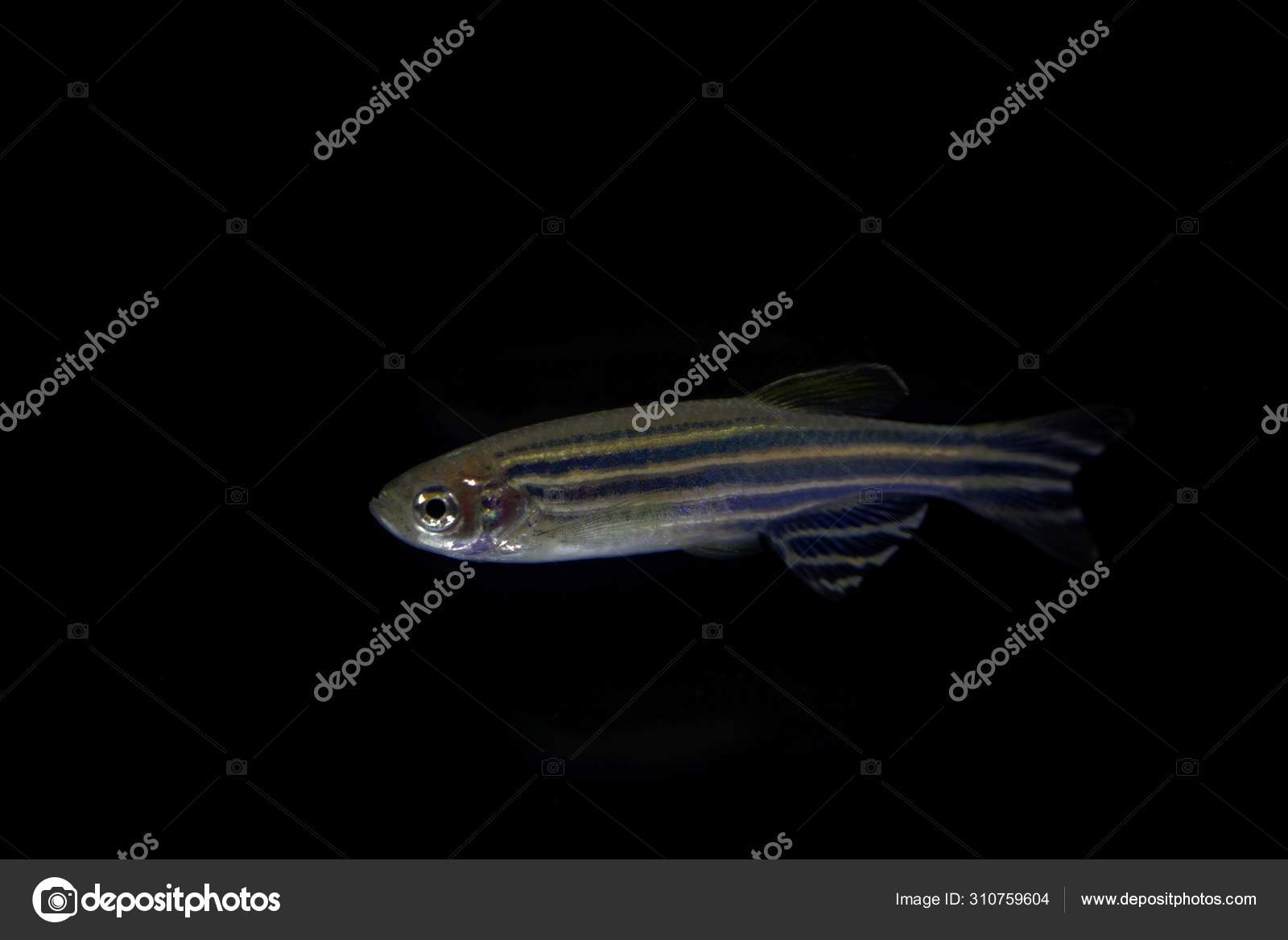 Zebrafish (Danio rerio) with a black background. — Stock Photo ...
