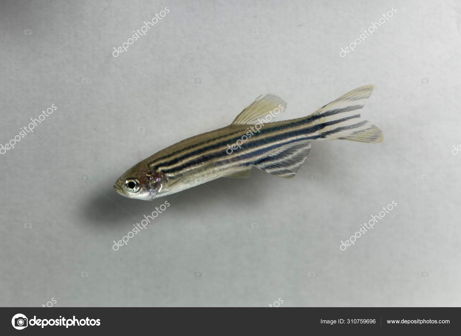 Zebrafish (Danio rerio) with a white background. — Stock Photo ...