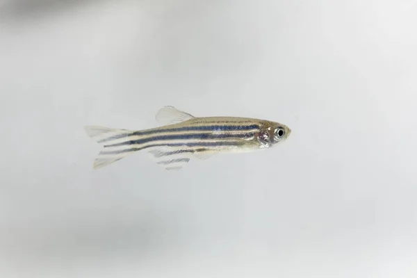 Zebrafish (Danio rerio) with a white background. Stock Photo by ...