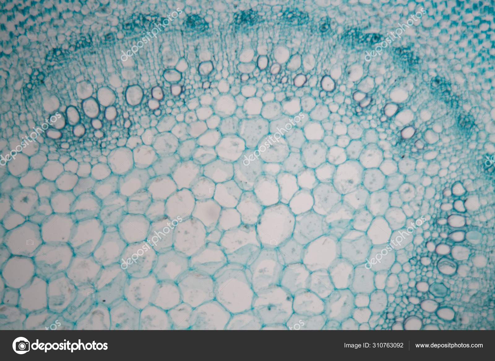 Stem of a death needle (Lamium) under a microscope. — Stock Photo ...
