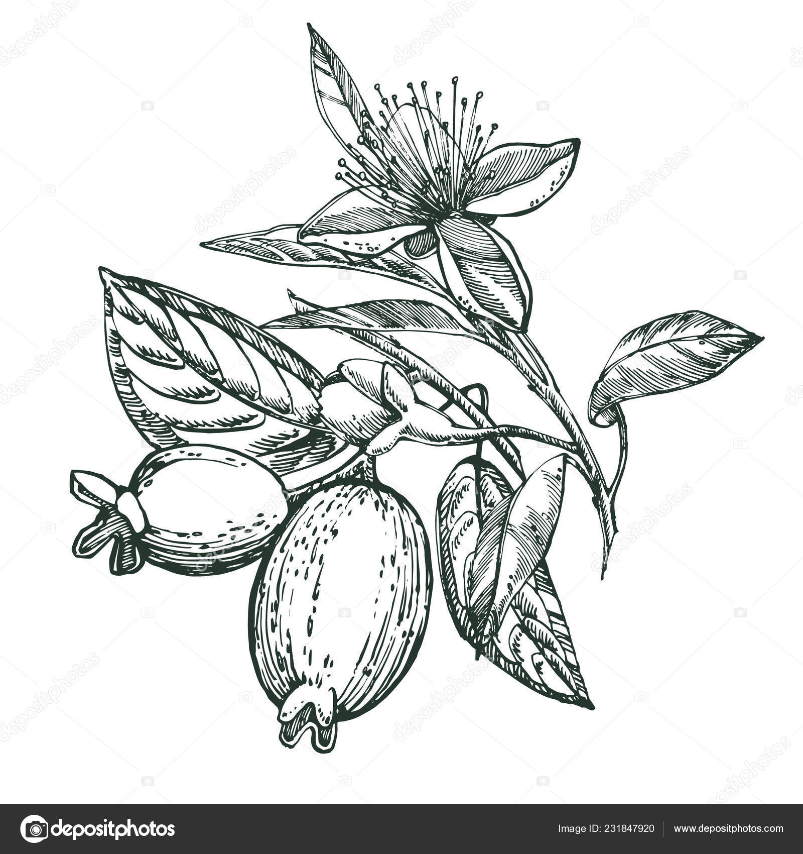 Collection of feijoa fruit, flower, leaves and feijoa slice. Vector ...