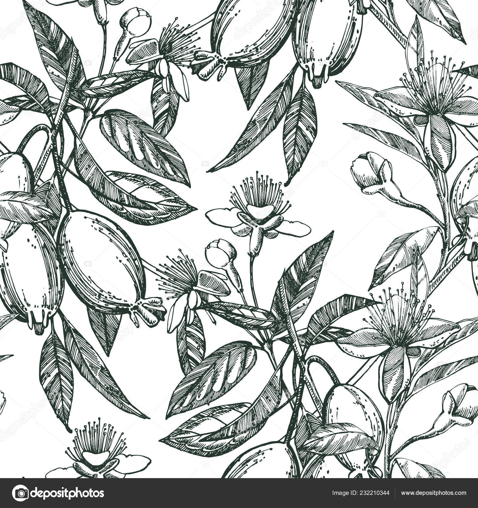 Collection of feijoa fruit, flower, leaves and feijoa slice. Vector ...