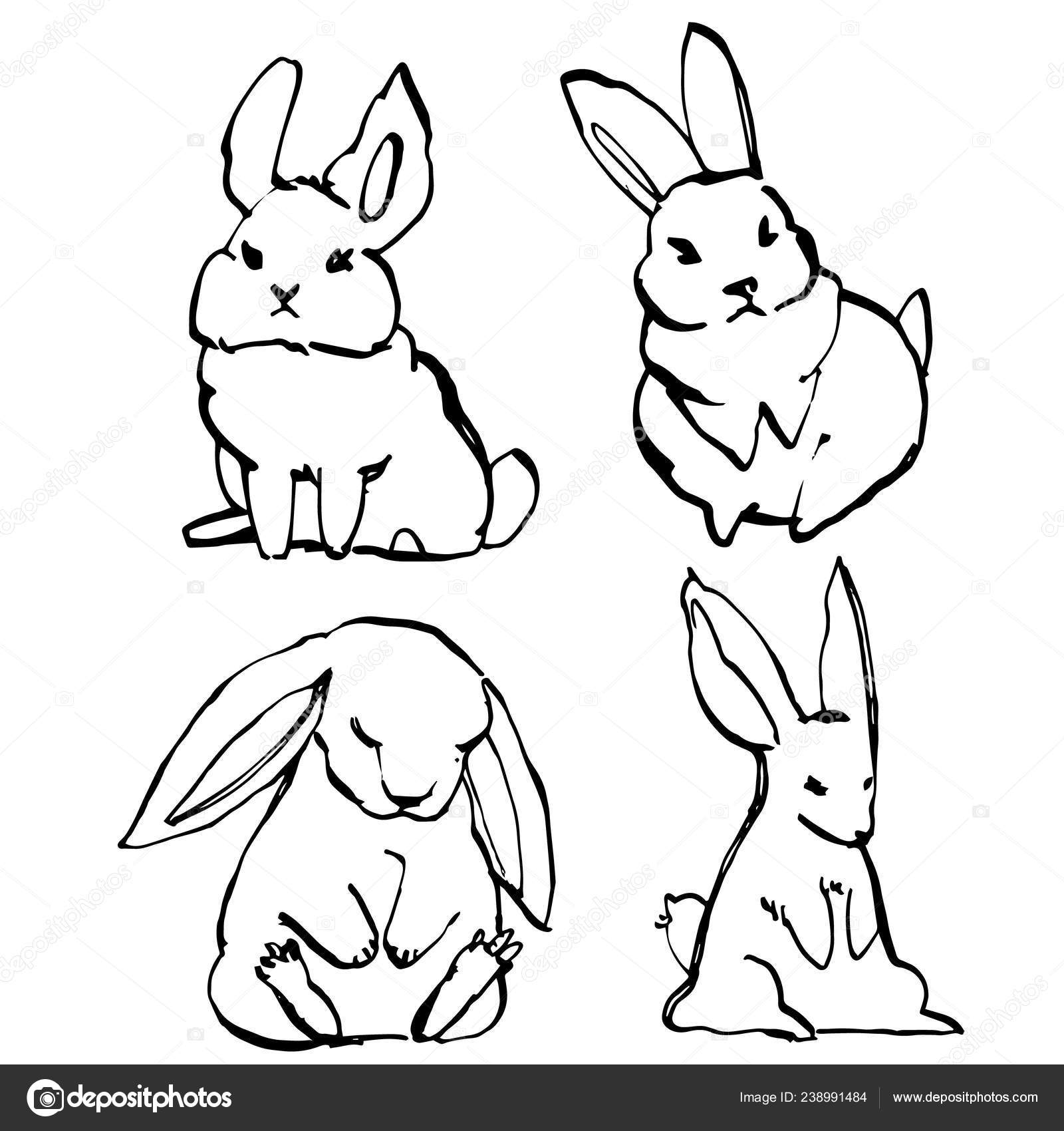 Colección de algunos conejos lindos, ilustración de dibujo a mano ...