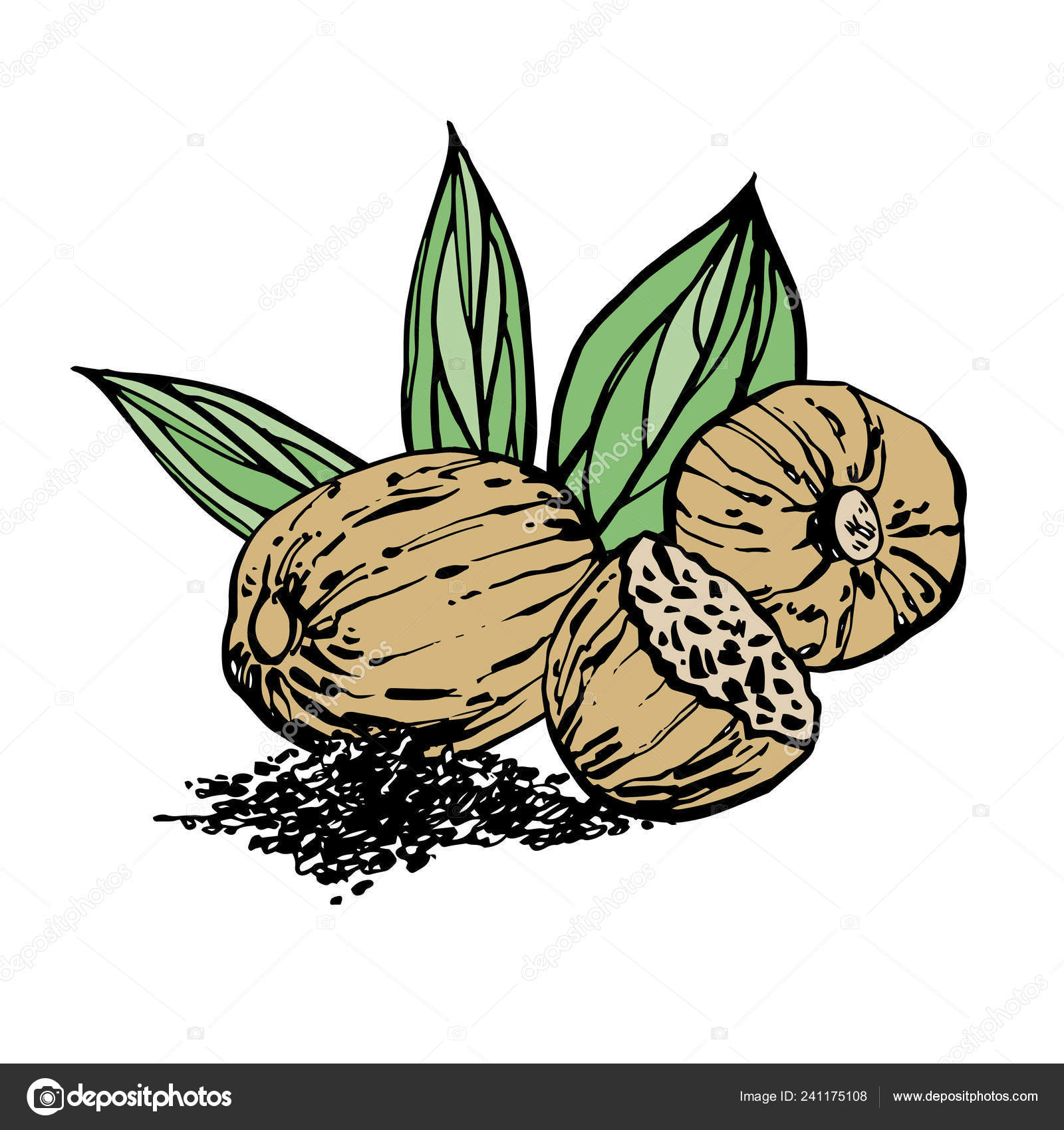 Nutmeg and leaves vector hand drawn illustration. Ink sketch of nuts ...