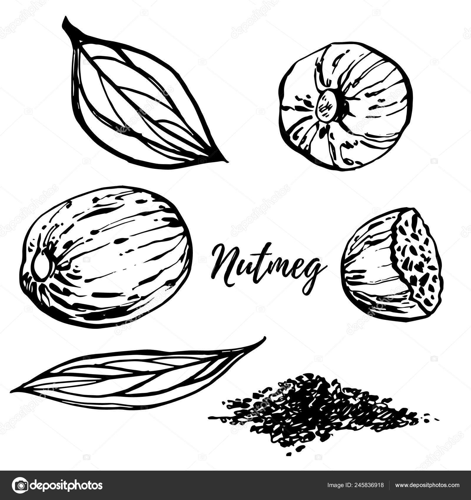 Nutmeg and leaves hand drawn illustration. Ink sketch of nuts. Hand ...