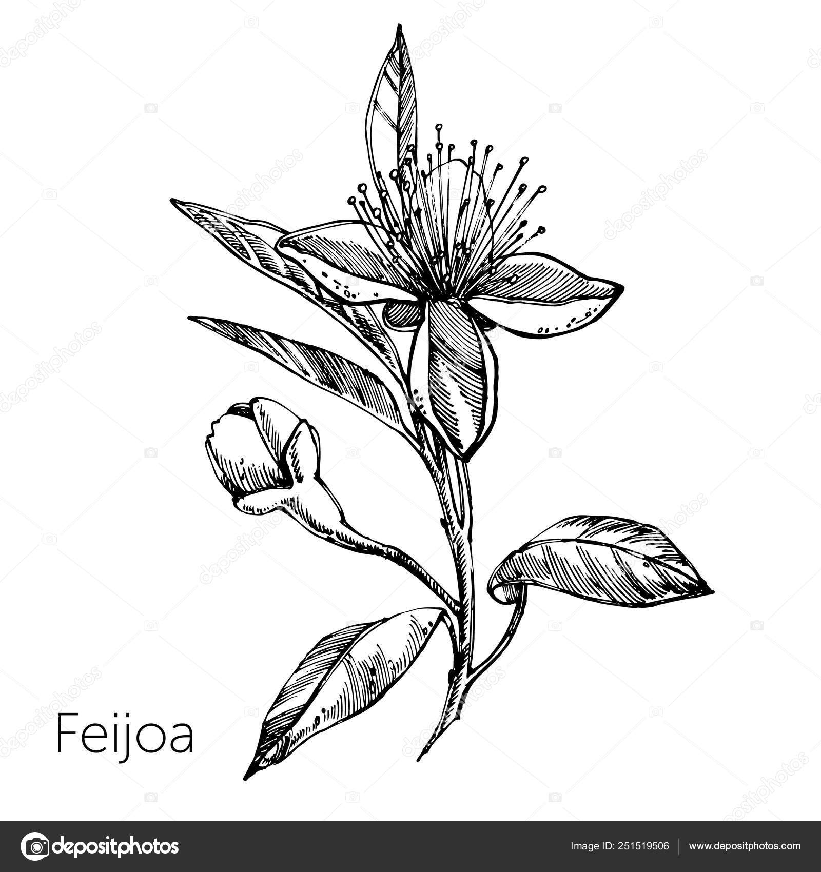 Collection of feijoa fruit, flower, leaves and feijoa slice. Graphic ...