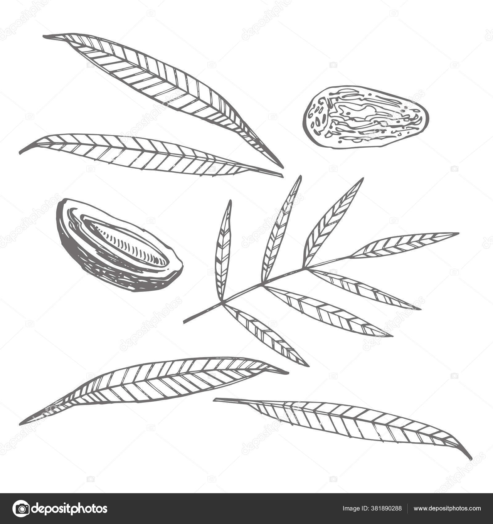 Dates. Hand drawn watercolor illustrations on white background. Vector ...