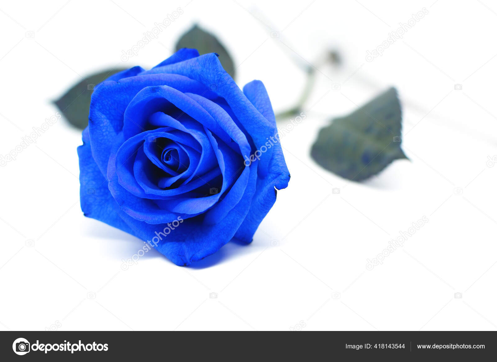 Rose Bleue Sur Fond Blanc
