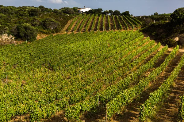 South france vineyard Stock Photos, Royalty Free South france vineyard Images | Depositphotos