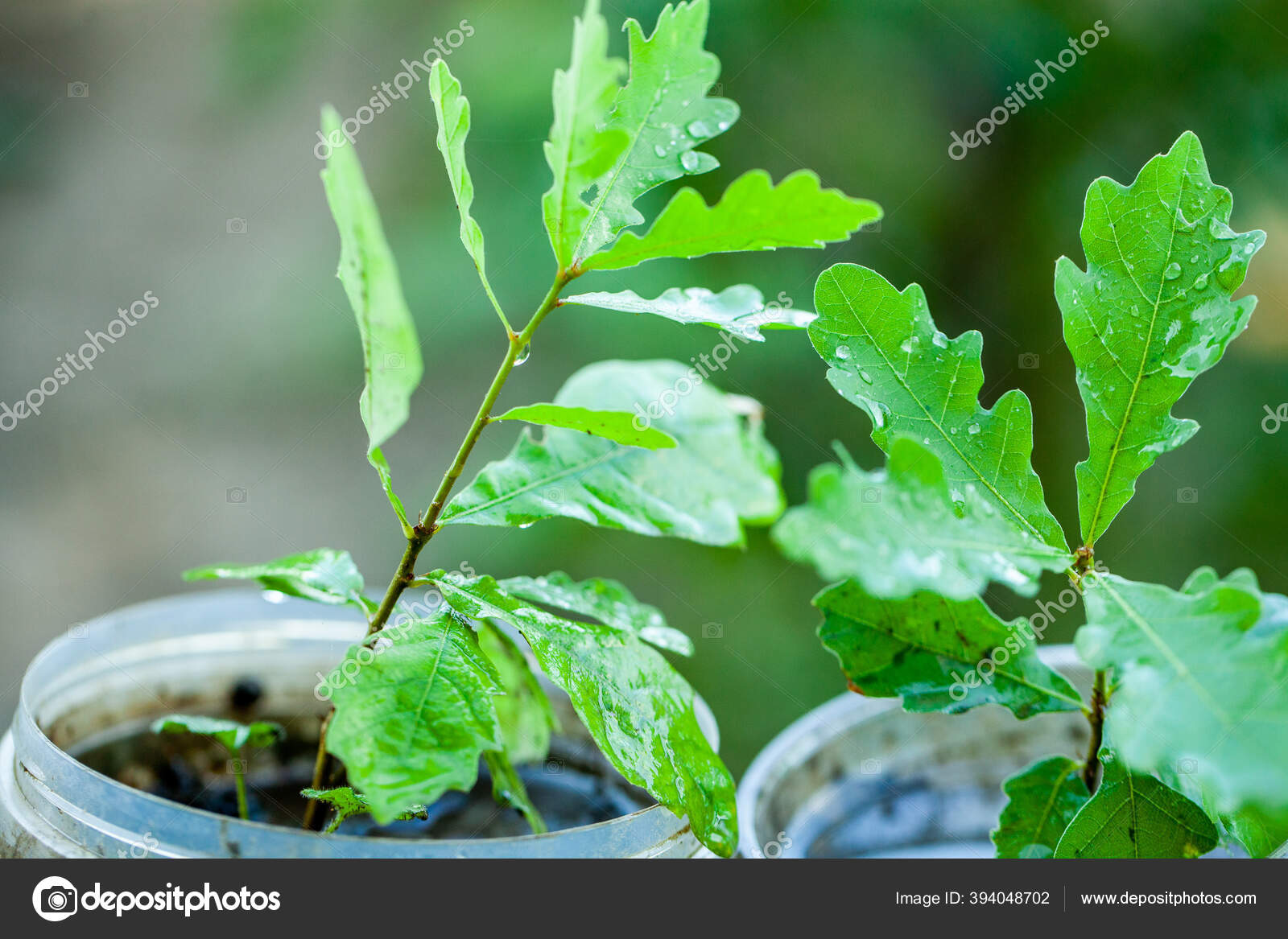 Little Oak Flower Pot Tree Planting Potted Seedlings Young Plants Stock ...