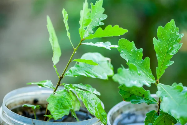 Oak tree seedling Stock Photos, Royalty Free Oak tree seedling Images ...