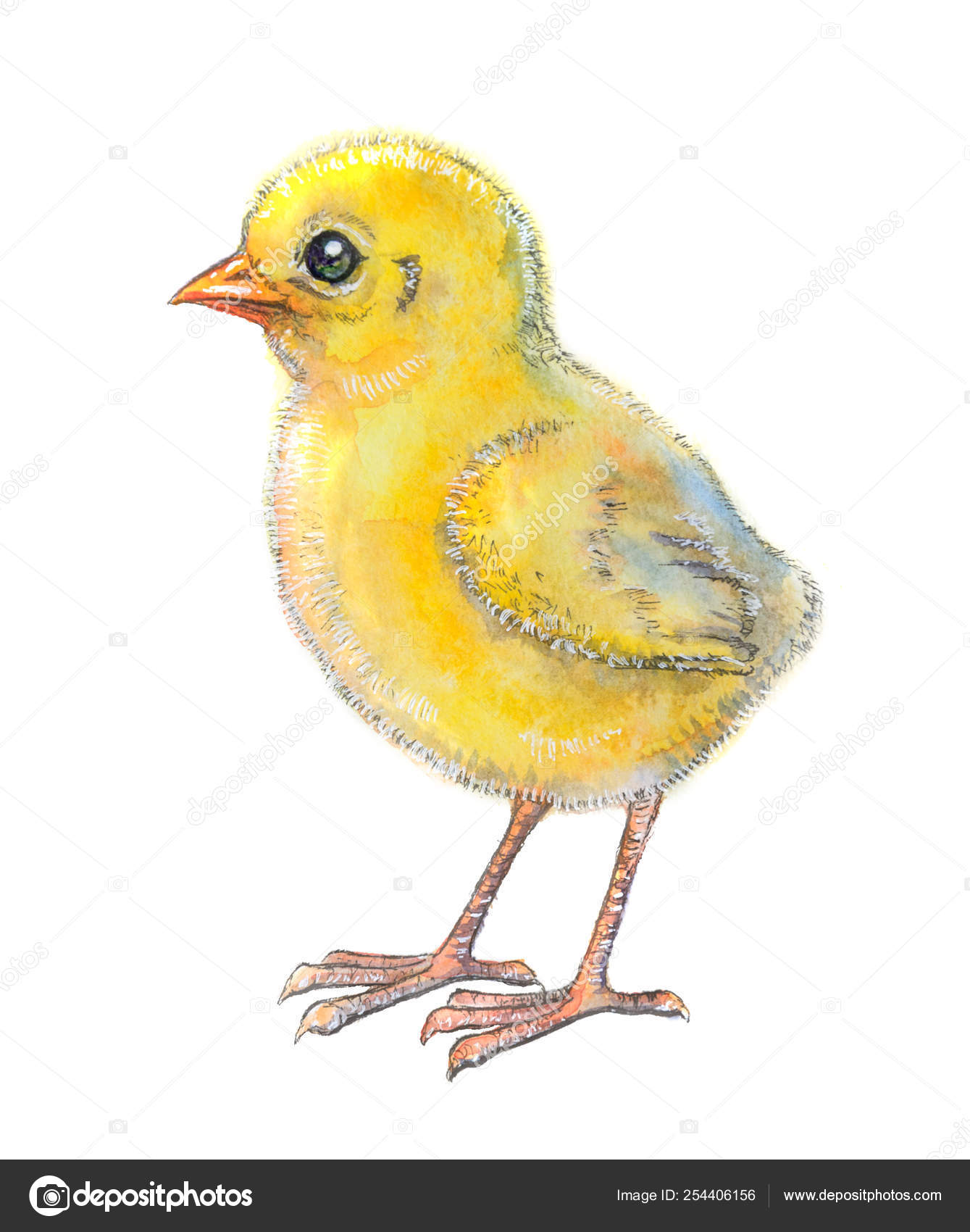 Little fluffy yellow chicken, isolated on white background. Watercolor ...