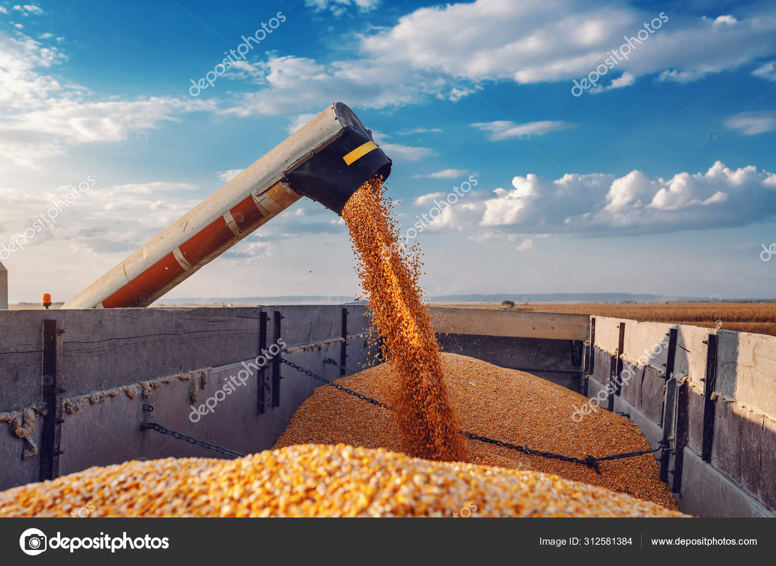 Máquina Para Separar Granos Maíz Trabajando Campo Llenando Remolque Tractor — Foto de stock ...