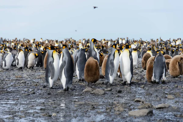 Emperor penguin migration Stock Photos, Royalty Free Emperor penguin ...
