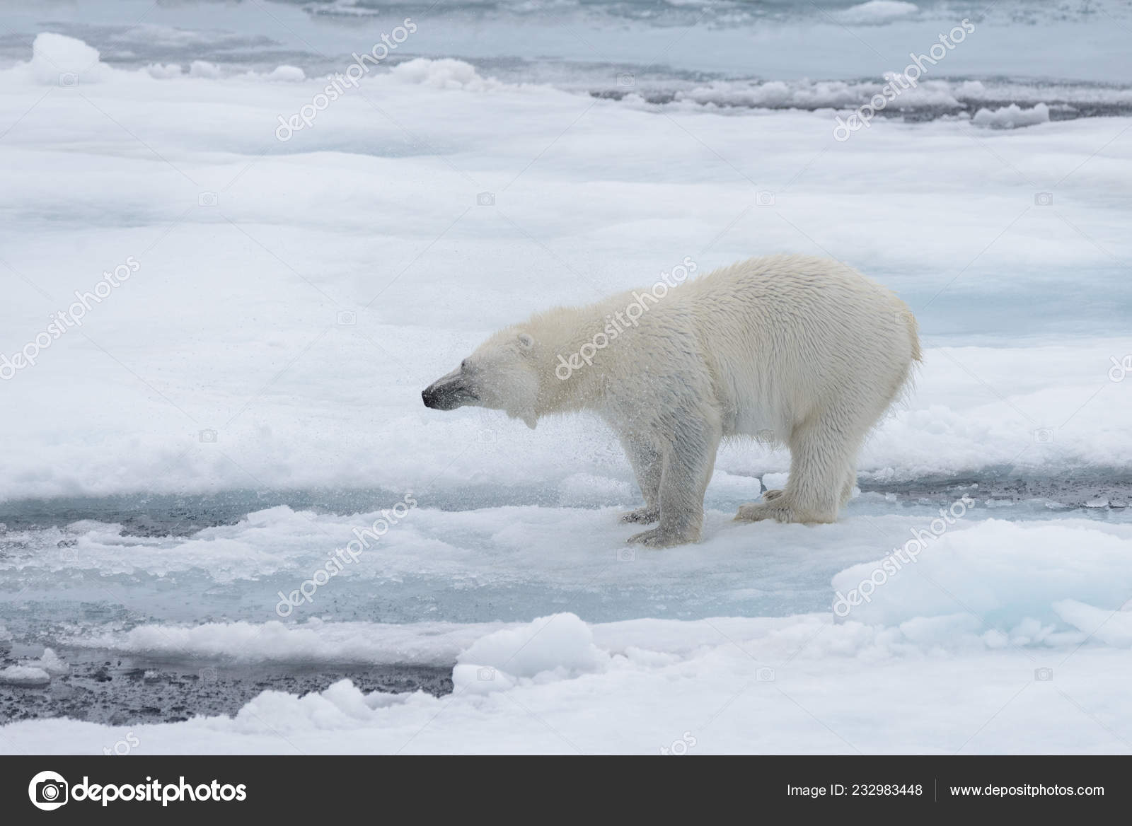 Wet Polar Bear Shaking Pack Ice Arctic Sea — Stock Photo © Alexey ...