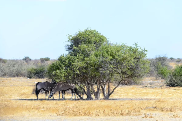 Donkeys in namibia Stock Photos, Royalty Free Donkeys in namibia Images ...