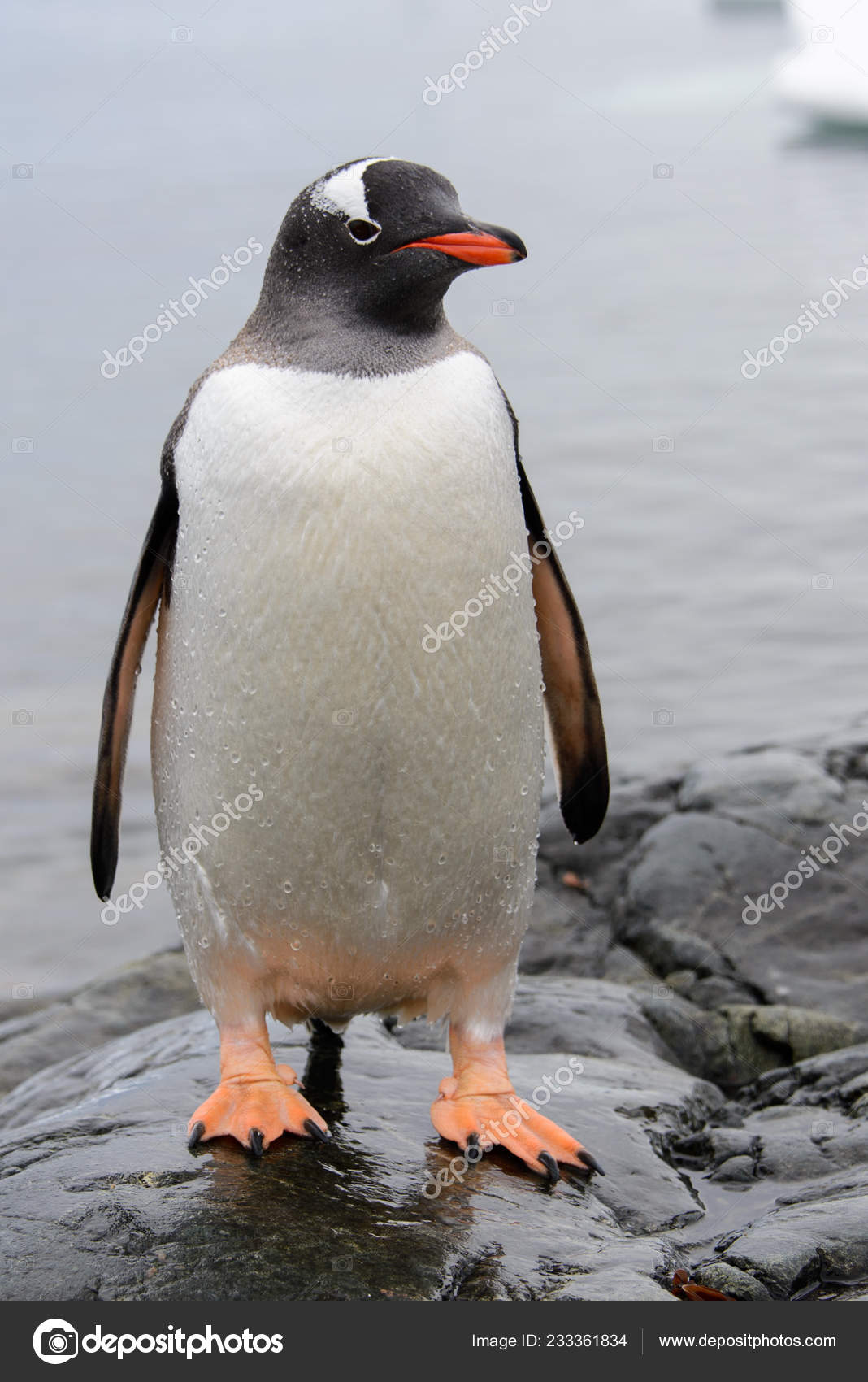 Gentoo Penguins Stone — Stock Photo © Alexey_Seafarer #233361834