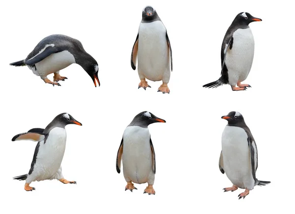 Penguins white background Stock Photos, Royalty Free Penguins white ...