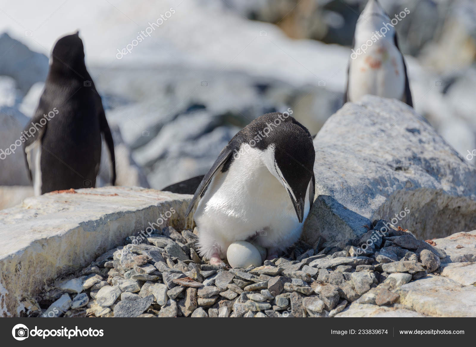 Cute Chinstrap Penguin