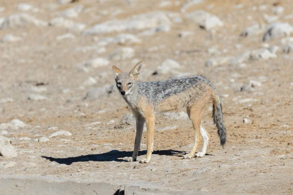 Grey jackal Stock Photos, Royalty Free Grey jackal Images | Depositphotos