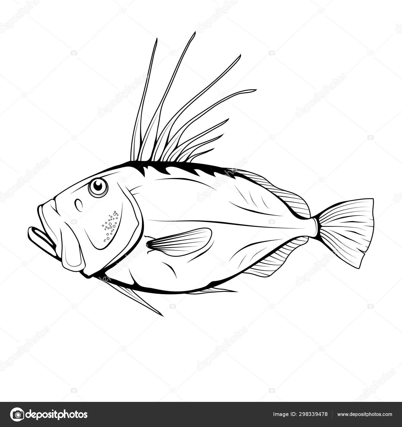 John Dory (Zeus faber). Sea Food. Zeus Faber. Sea Fish.Tasty Seafood ...