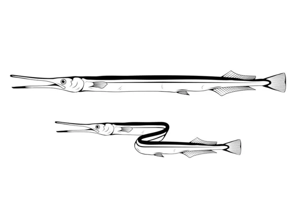 15 Garfish Vector Images - Free & Royalty-free Garfish Vectors ...