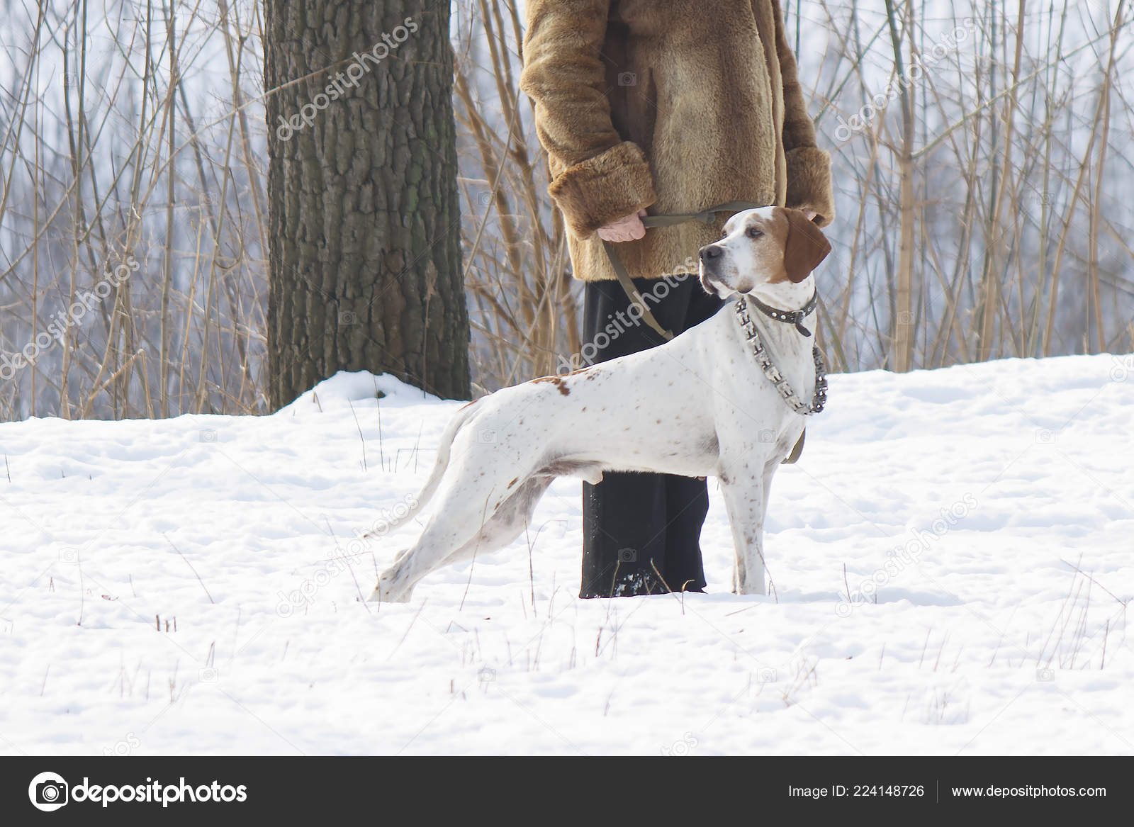 Handsome White Hunting Dog Walk Proprietress Park — Stock Photo ...
